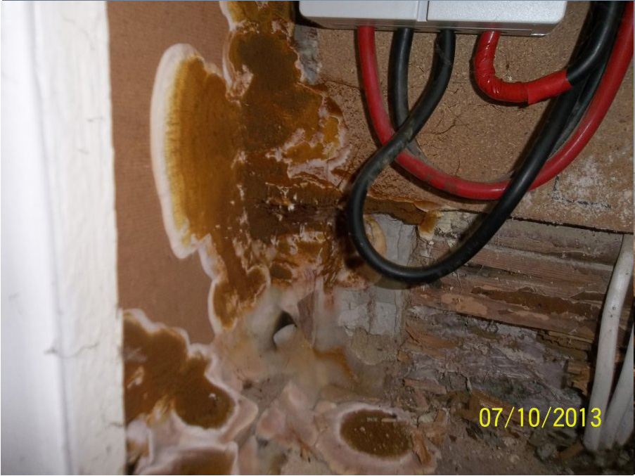 The signs of dry rot in your property can go unnoticed.