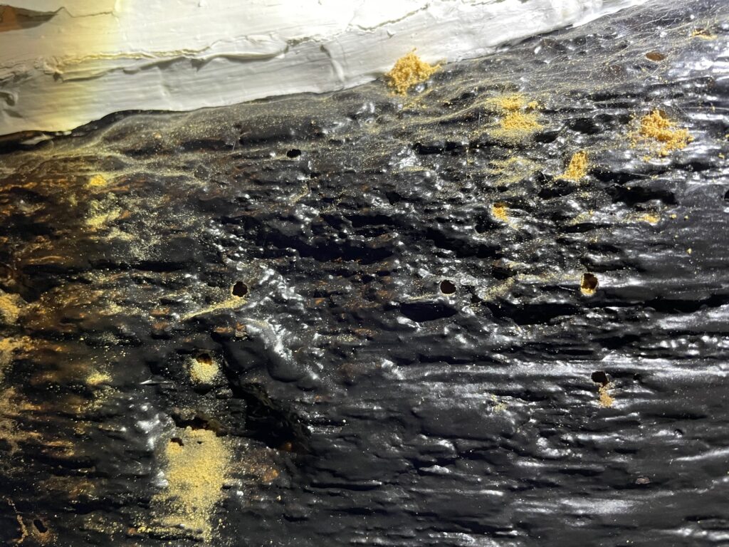 Top 7 facts about woodworm - Prokil Damp and Timber Specialists