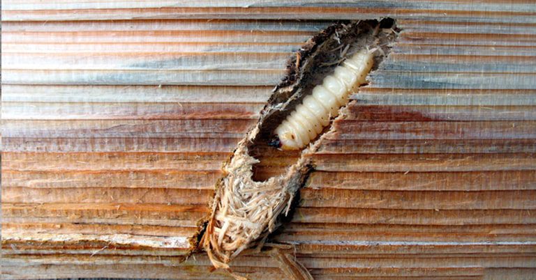 Are Woodworm Active In Winter? - Prokil