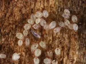 Dust vs Mould Mites: How Can You Tell Them Apart?